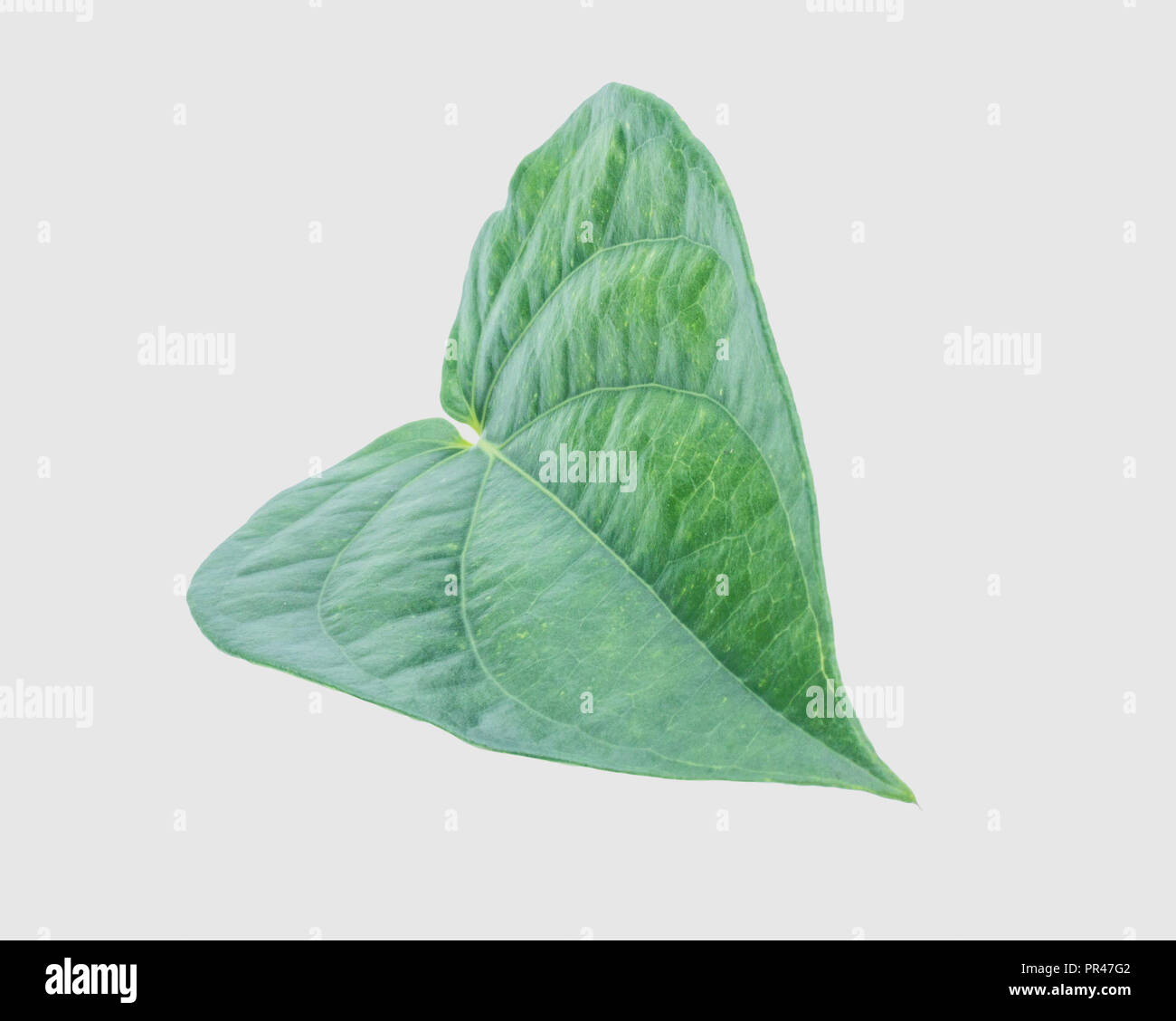 Green betel leaf isolated on the gray background with clipping path ...