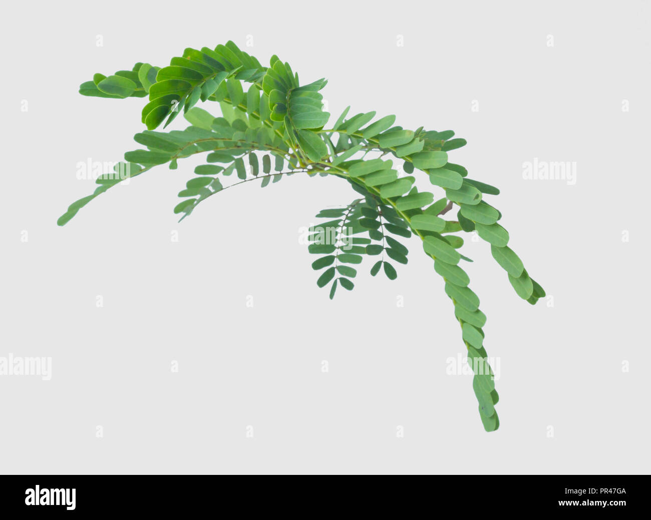 Tamarind leaves isolated on gray background with clipping path Stock ...