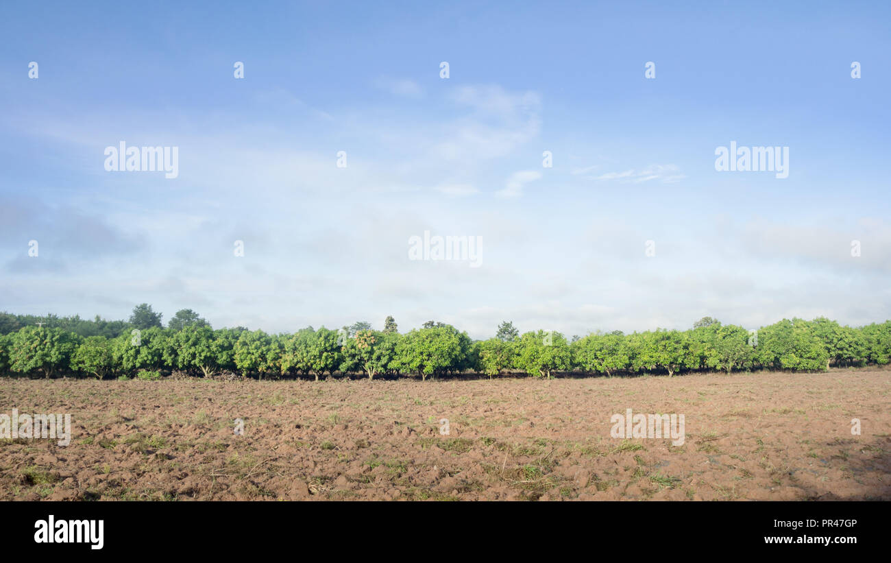 mango field of a flowering in tropical country. agricultural concept ...