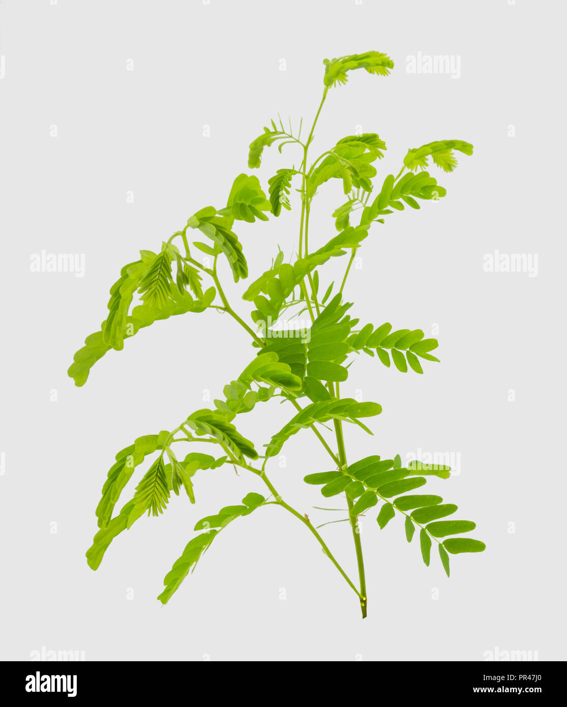 Tamarind leaves isolated on gray background with clipping path Stock ...