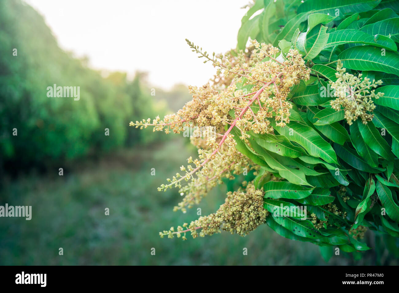 close up of a flowering agriculture mango grove Stock Photo - Alamy