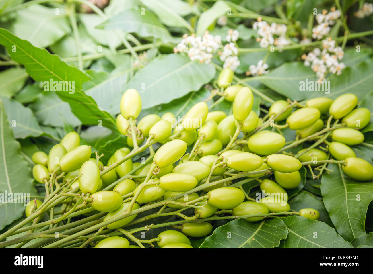 Neem tree fruits hi-res stock photography and images - Alamy