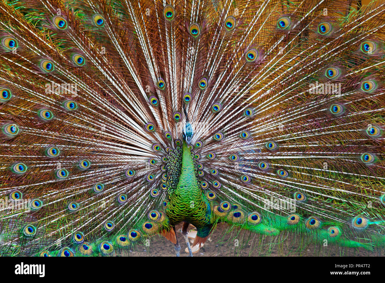 Portrait of wild male peacock with fanned colorful train. Green peafowl ...