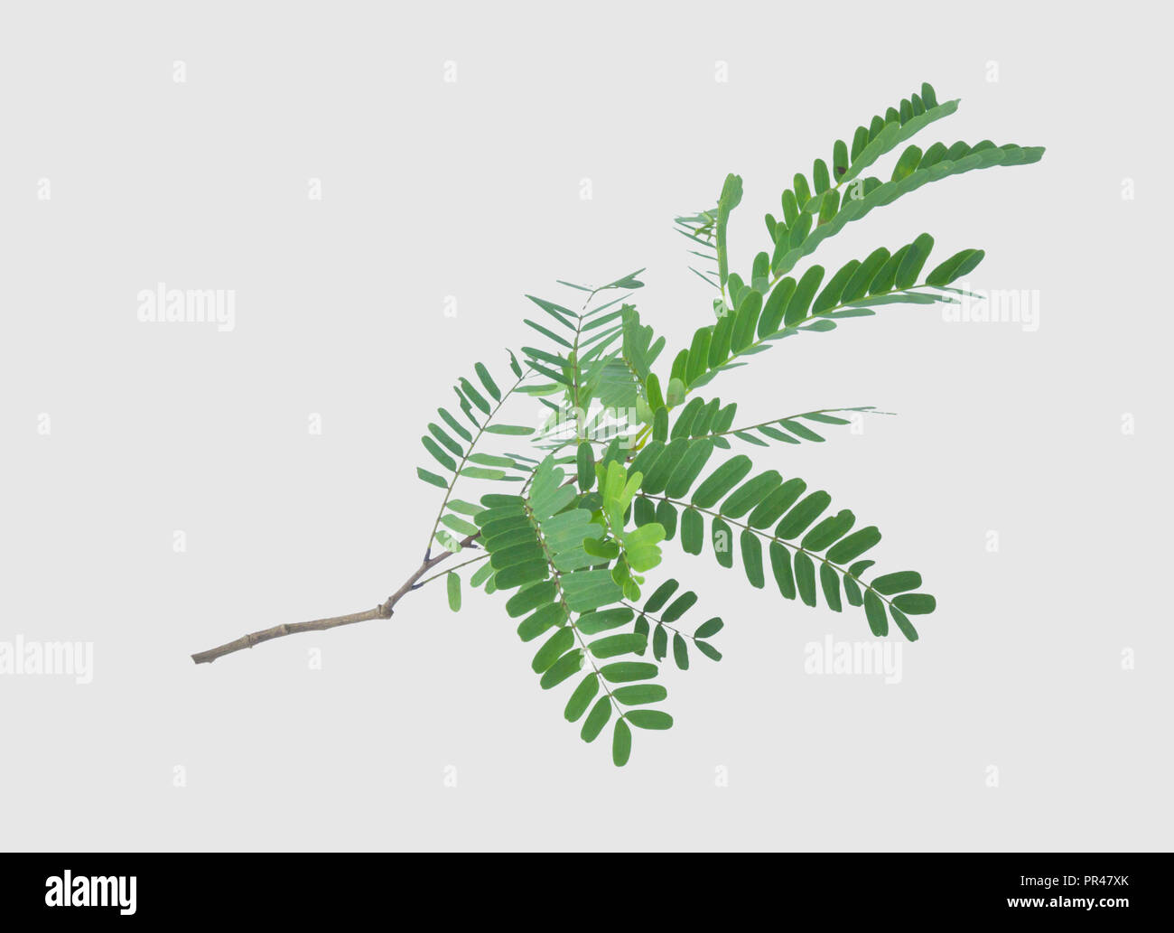 Tamarind leaves isolated on gray background with clipping path Stock ...