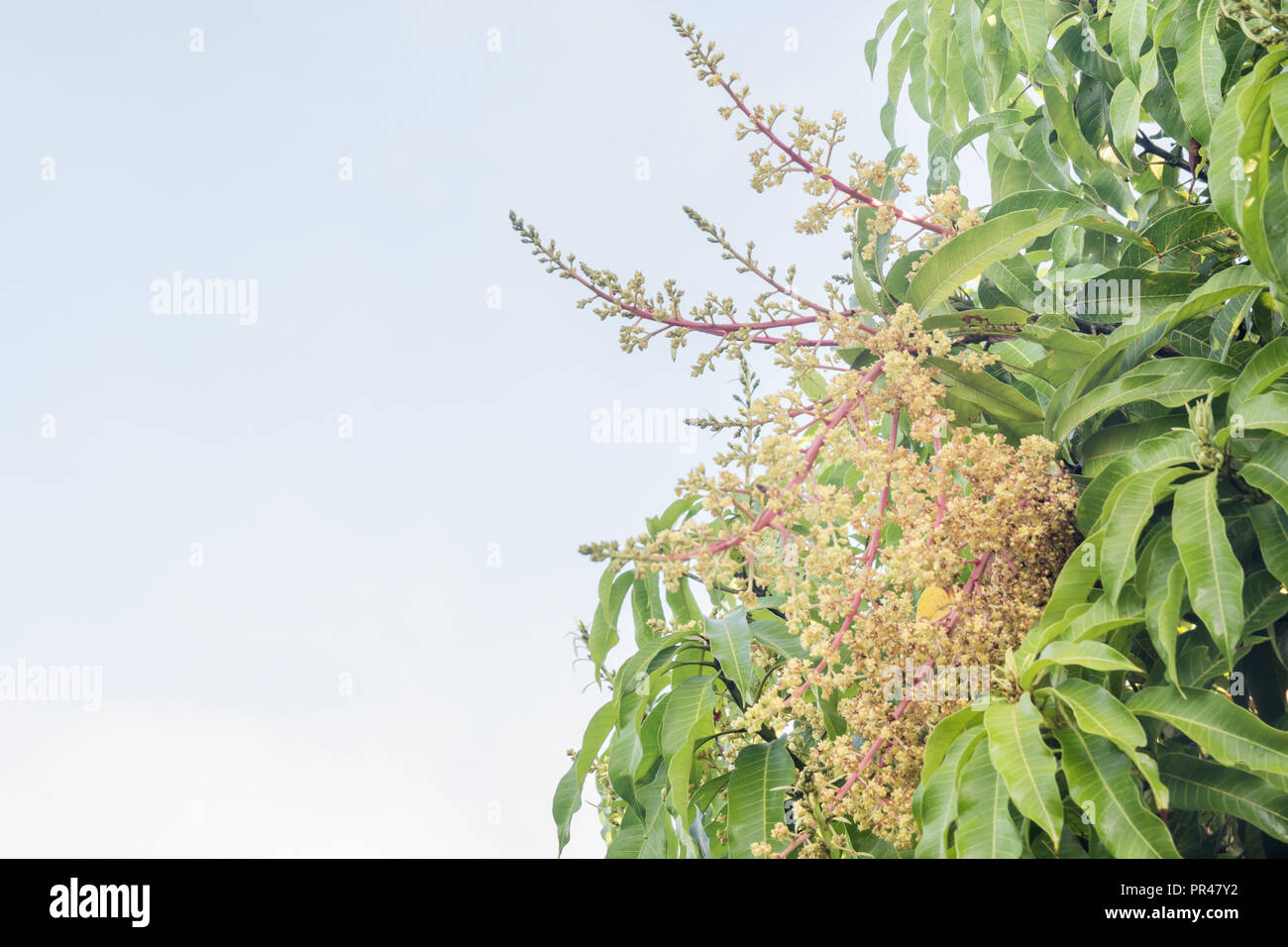 Grove of mango trees hi-res stock photography and images - Alamy