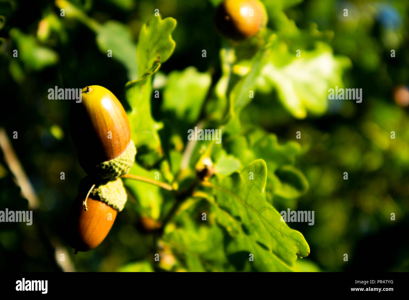 Oak acorn sapling hi-res stock photography and images - Alamy