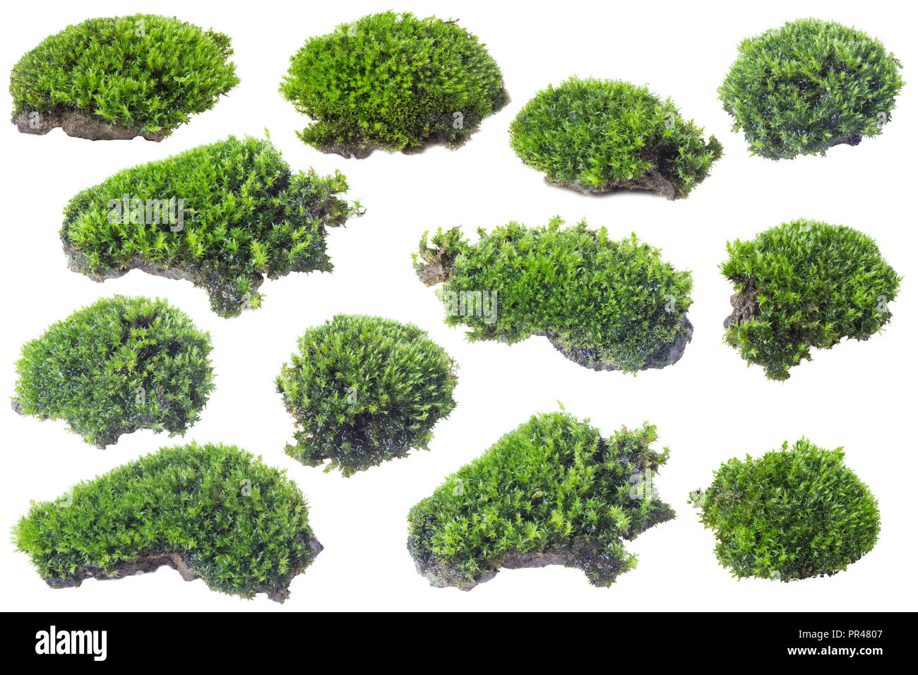 Soft Moss Background Texture Cut Out Stock Images & Pictures - Alamy