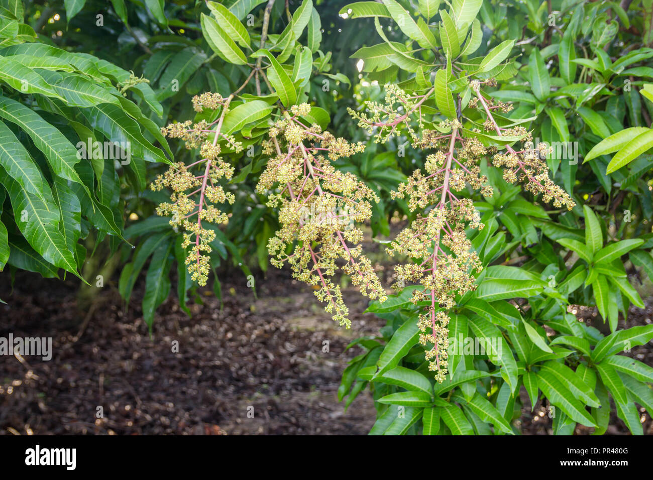close up of a flowering agriculture mango grove Stock Photo - Alamy