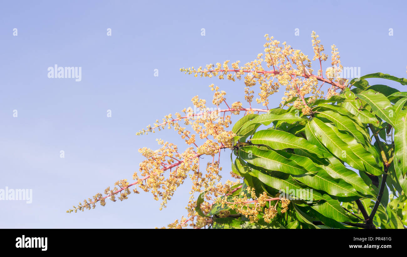 Grove of mango trees hi-res stock photography and images - Alamy