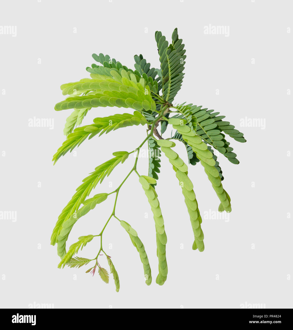 Tamarind leaves isolated on gray background with clipping path Stock ...