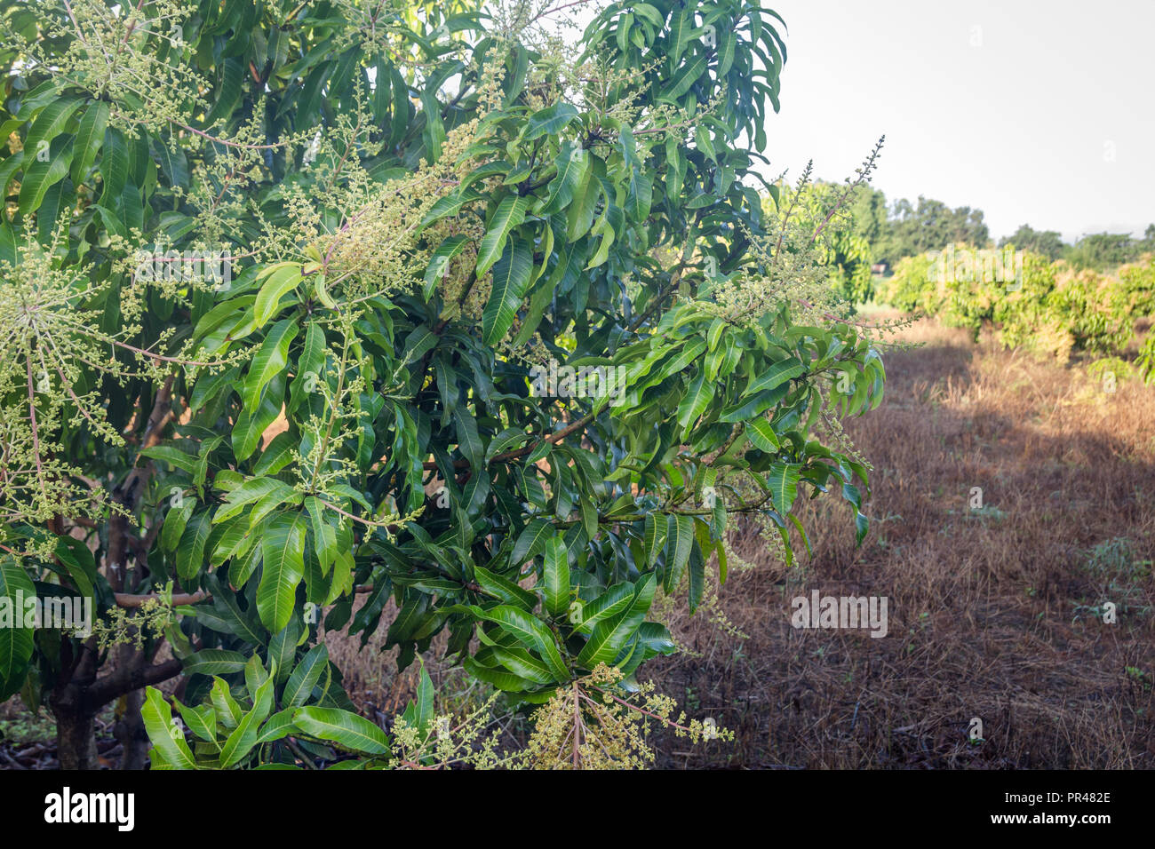 Mango grove hi-res stock photography and images - Alamy