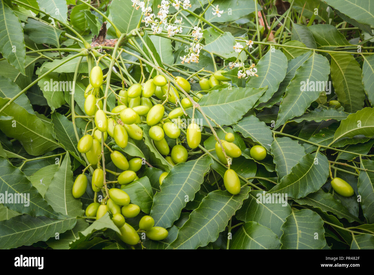 Medicinal neem leaves with fruits close up Stock Photo - Alamy