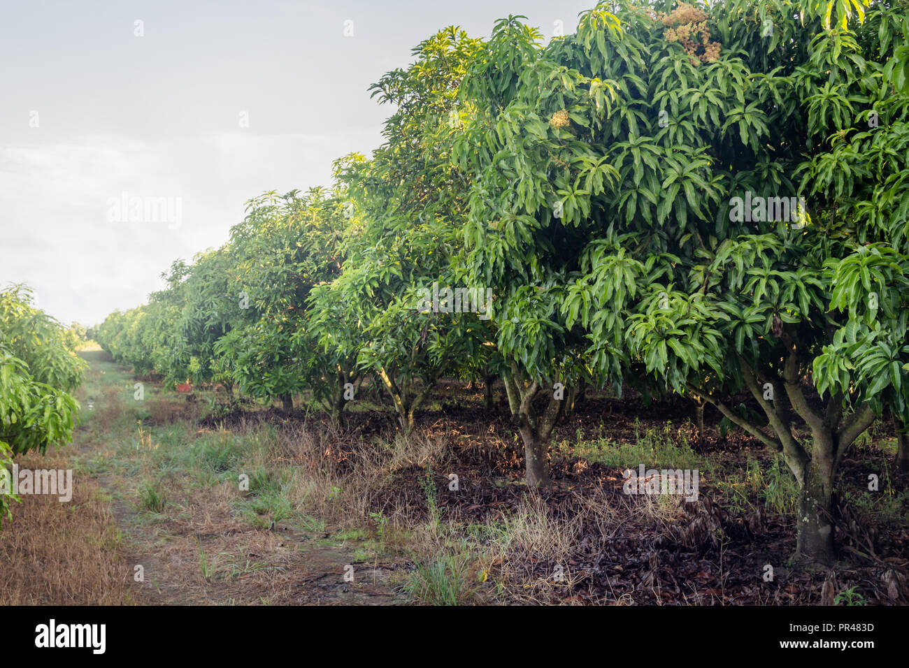 mango field of a flowering in tropical country. agricultural concept ...