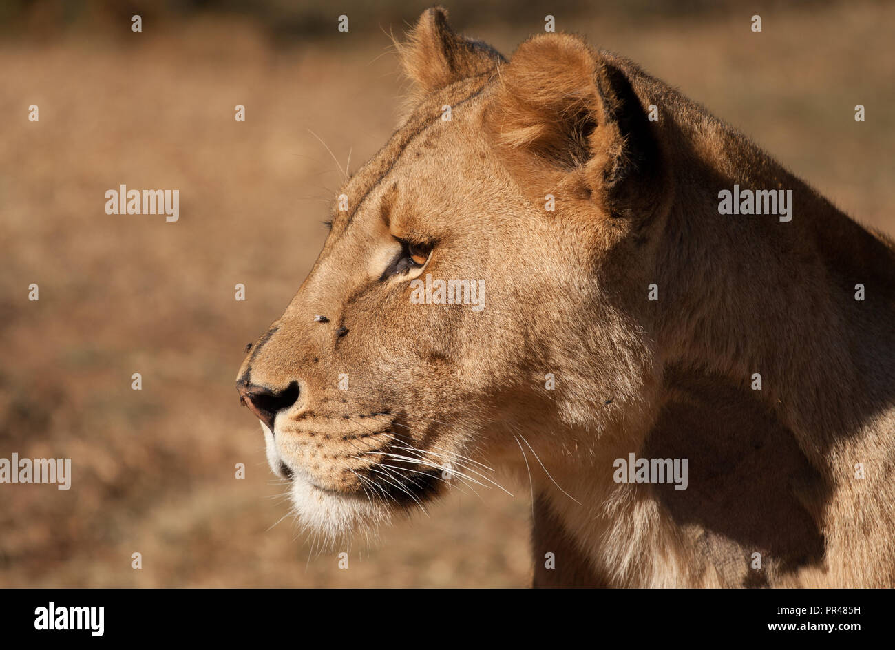 Muscular female lion wild hi-res stock photography and images - Alamy