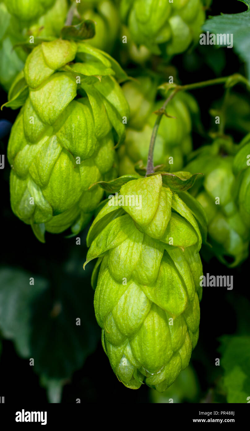 Heavy flavor hi-res stock photography and images - Alamy