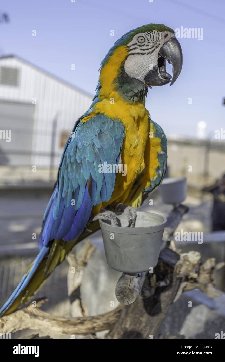 Parrots were just a few of many animal species exhibited at the ...