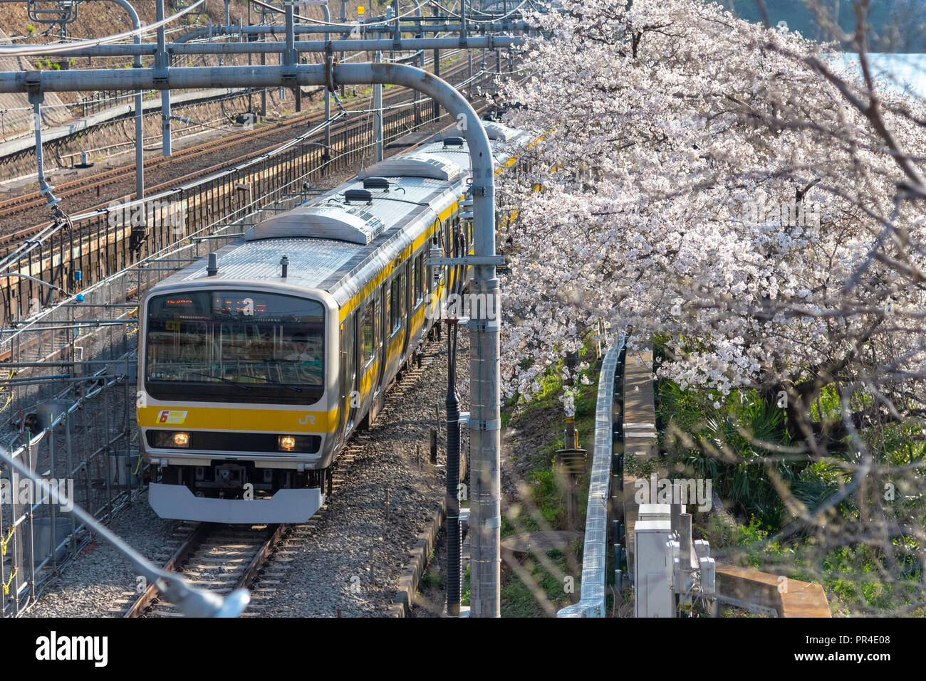 Sotobori Park is famous Cherry blossoms spot that follows along the ...