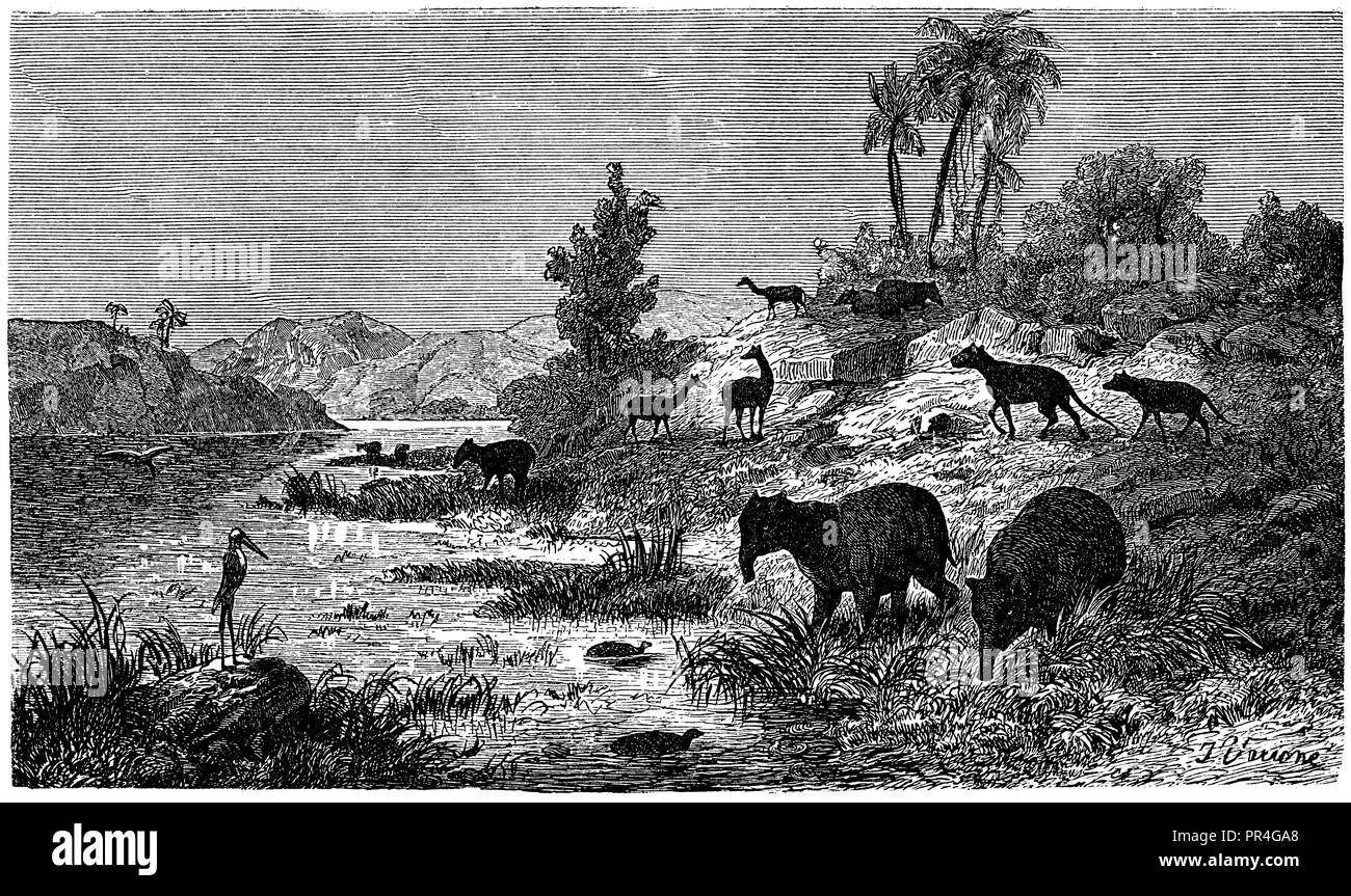 Tertiary animals hi-res stock photography and images - Alamy