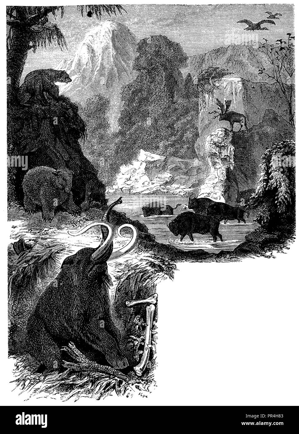 Mammoth, cave bear, giant deer and aurochs, the companions of pre ...