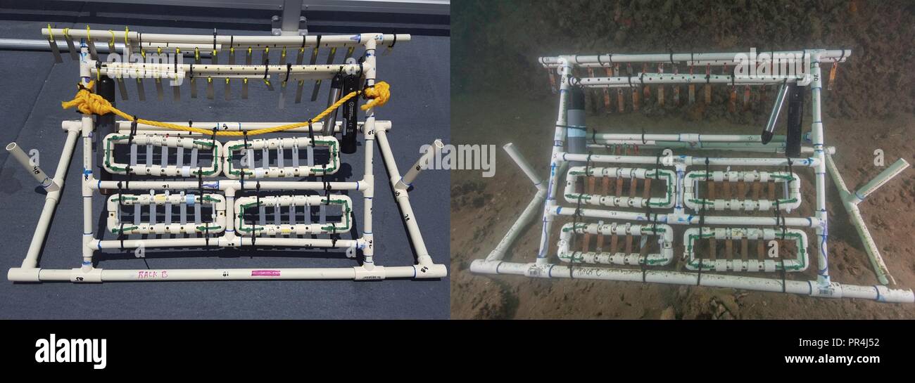 Metal coupons hang from a PVC pipe rack before being placed on the USS ...