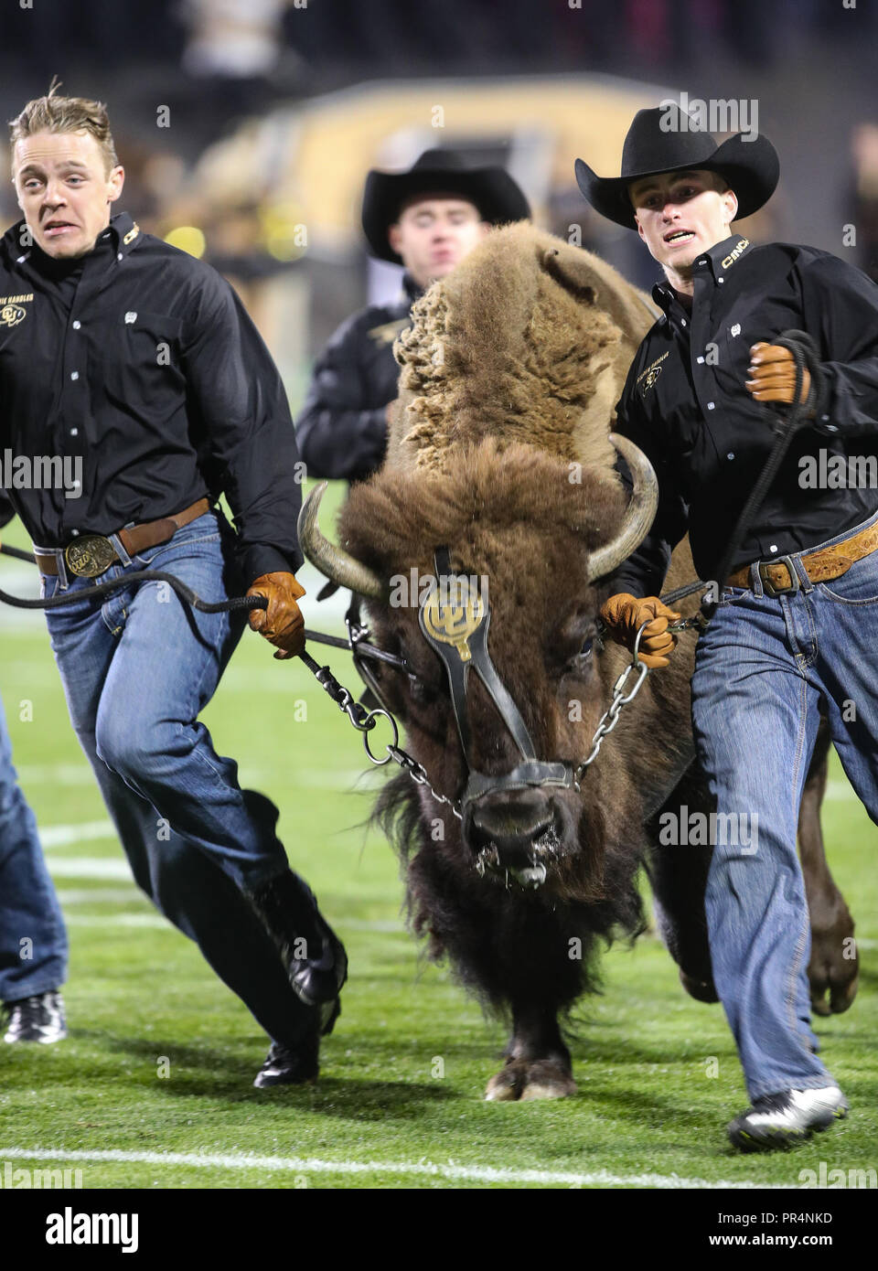 Boulder. 28th Sep, 2018. Colorado mascot Ralphie the Buffalo runs on ...