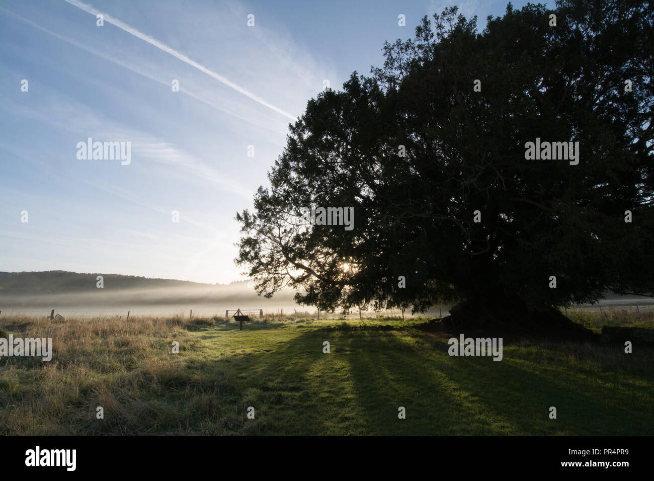 Waverley abbey yew hi-res stock photography and images - Alamy