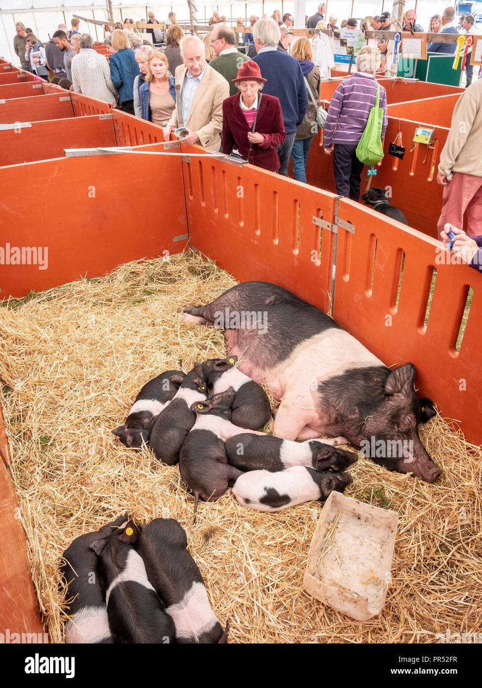 Rare pig breeds hi-res stock photography and images - Alamy