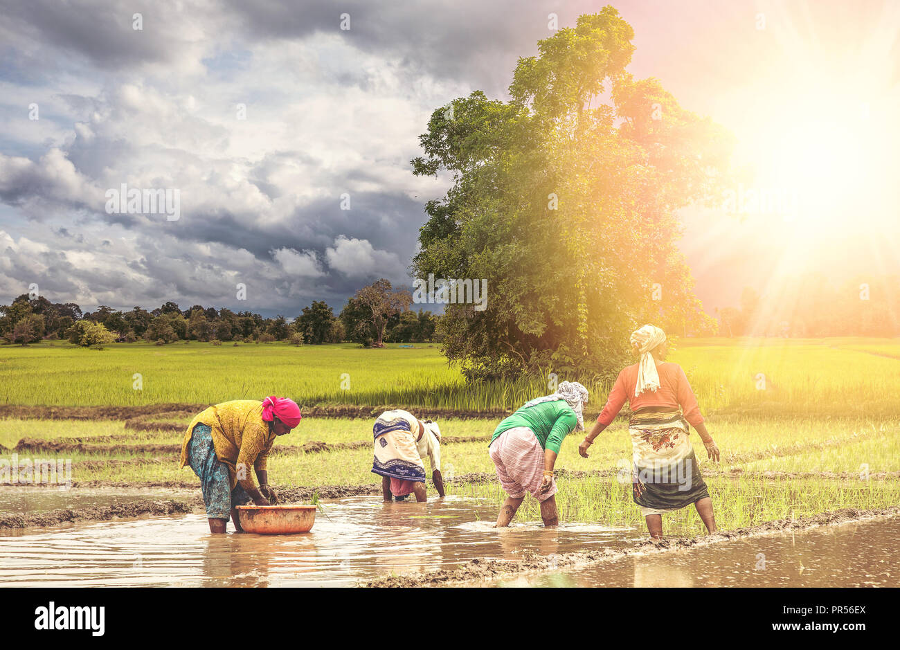 Group of Indian village woman farmers working in a paddy field during ...