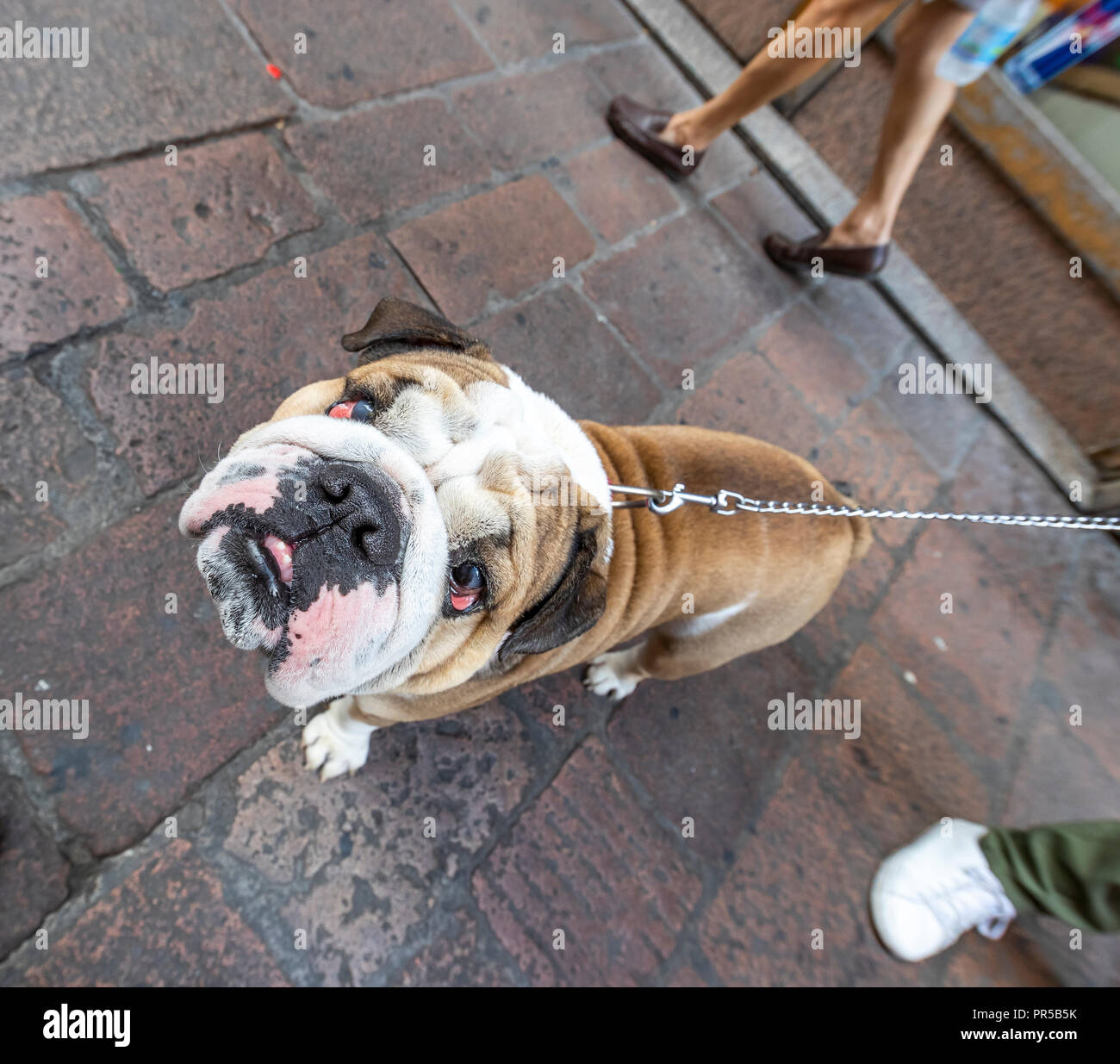 A Bulldog and it's owner walking the streets of Bologna, Italy Stock ...