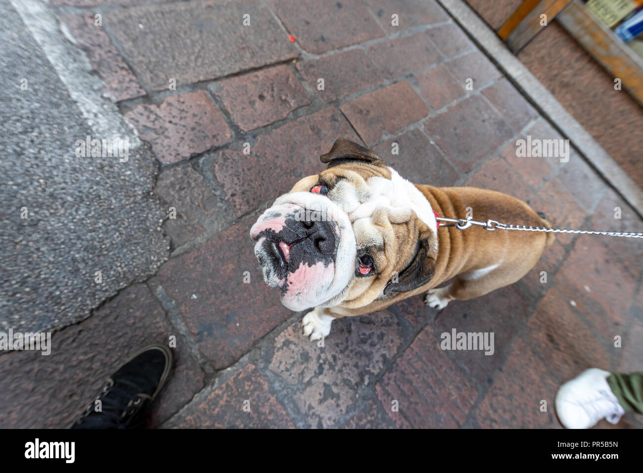 A Bulldog and it's owner walking the streets of Bologna, Italy Stock ...