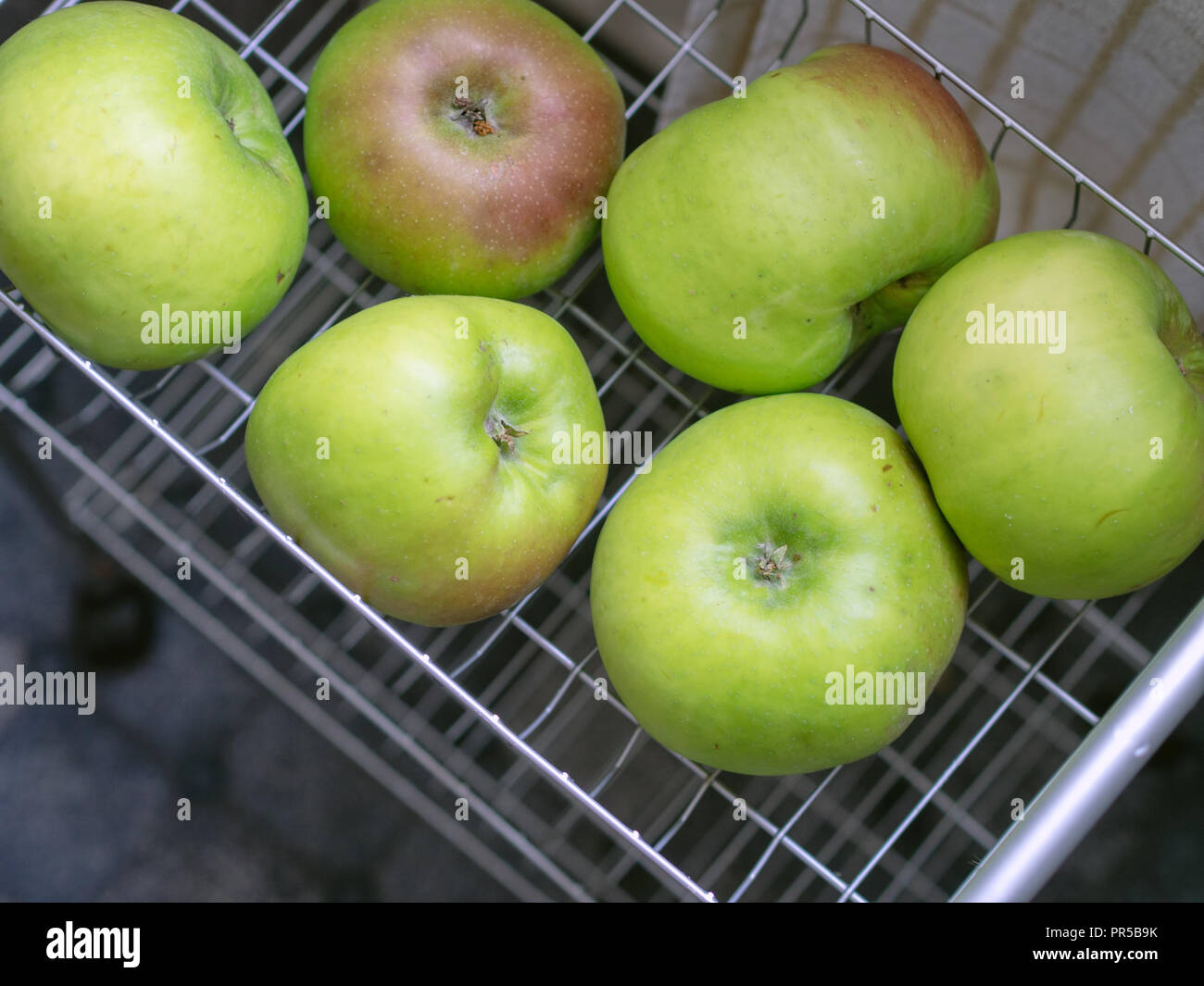 Genuine fresh picked farm grown Bramley Apples for cooking, in kitchen ...