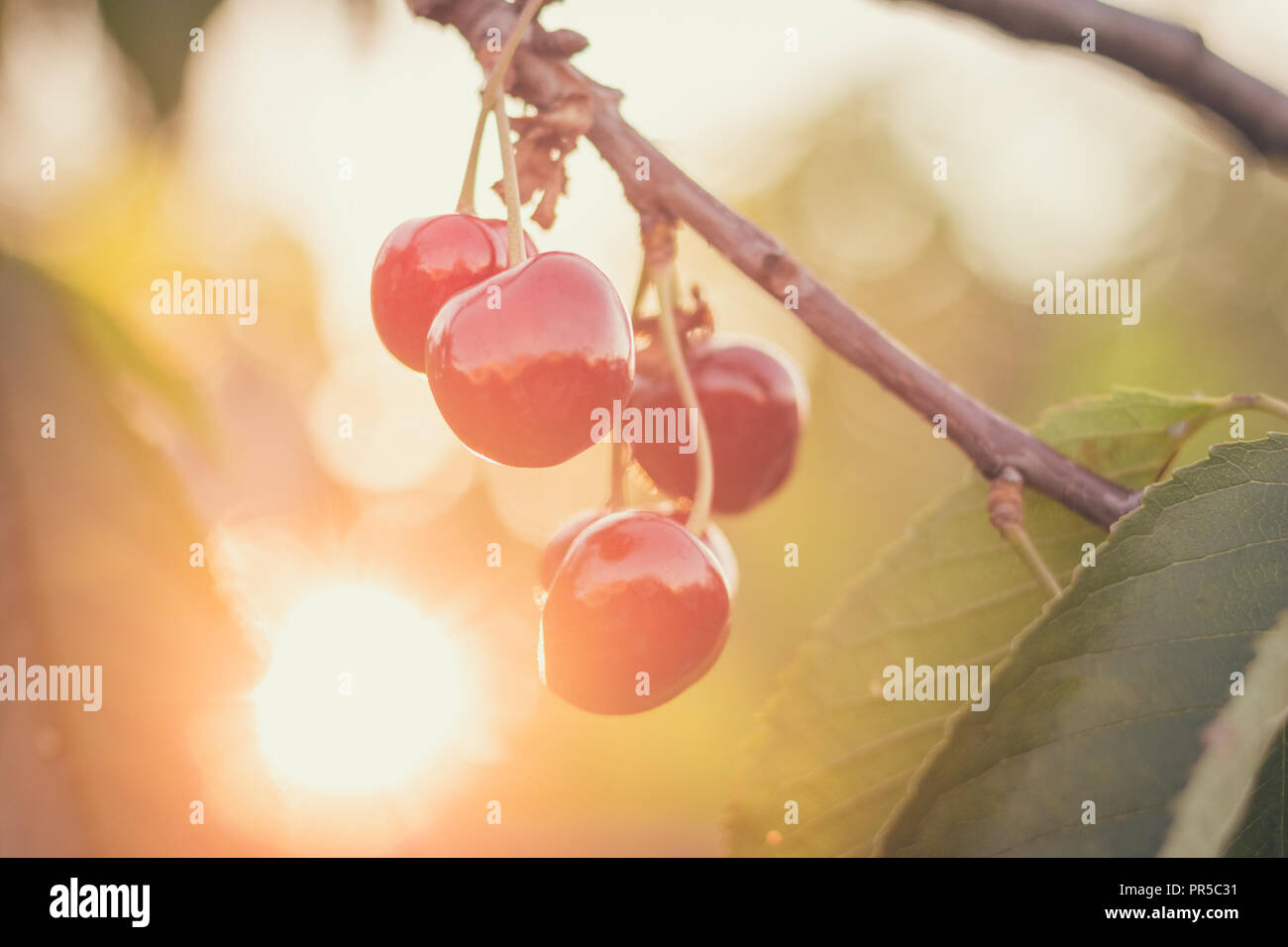 Ripe appetizing cherry in the sun rays of the sun on a tree branch ...