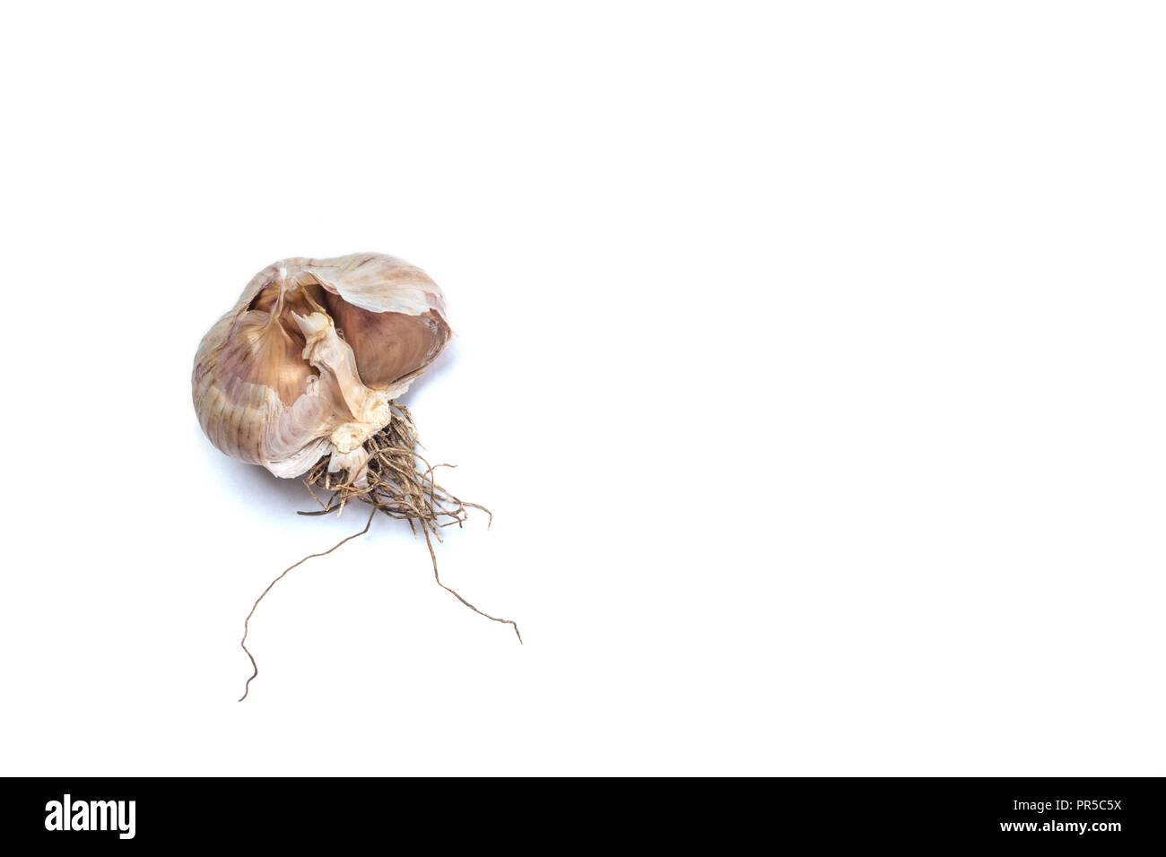 Unclean garlic head isolated on white background isolate Stock Photo ...