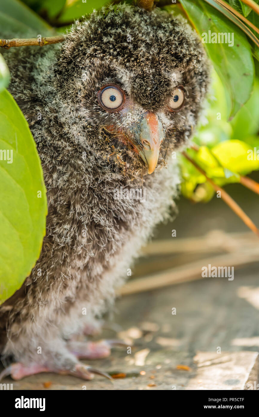 Millets garden hi-res stock photography and images - Alamy