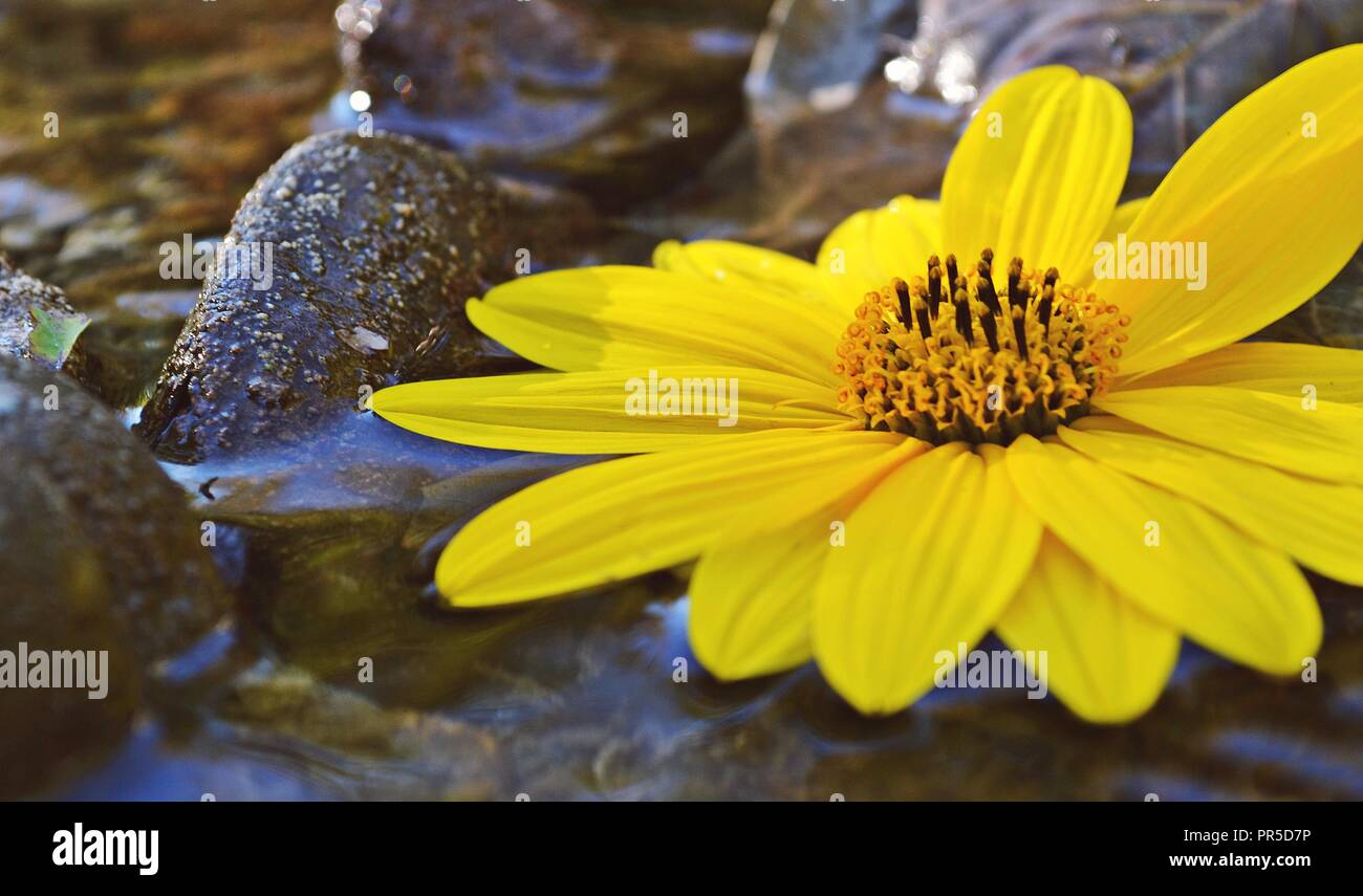 Beautiful yellow flower on water surface at the river Stock Photo - Alamy