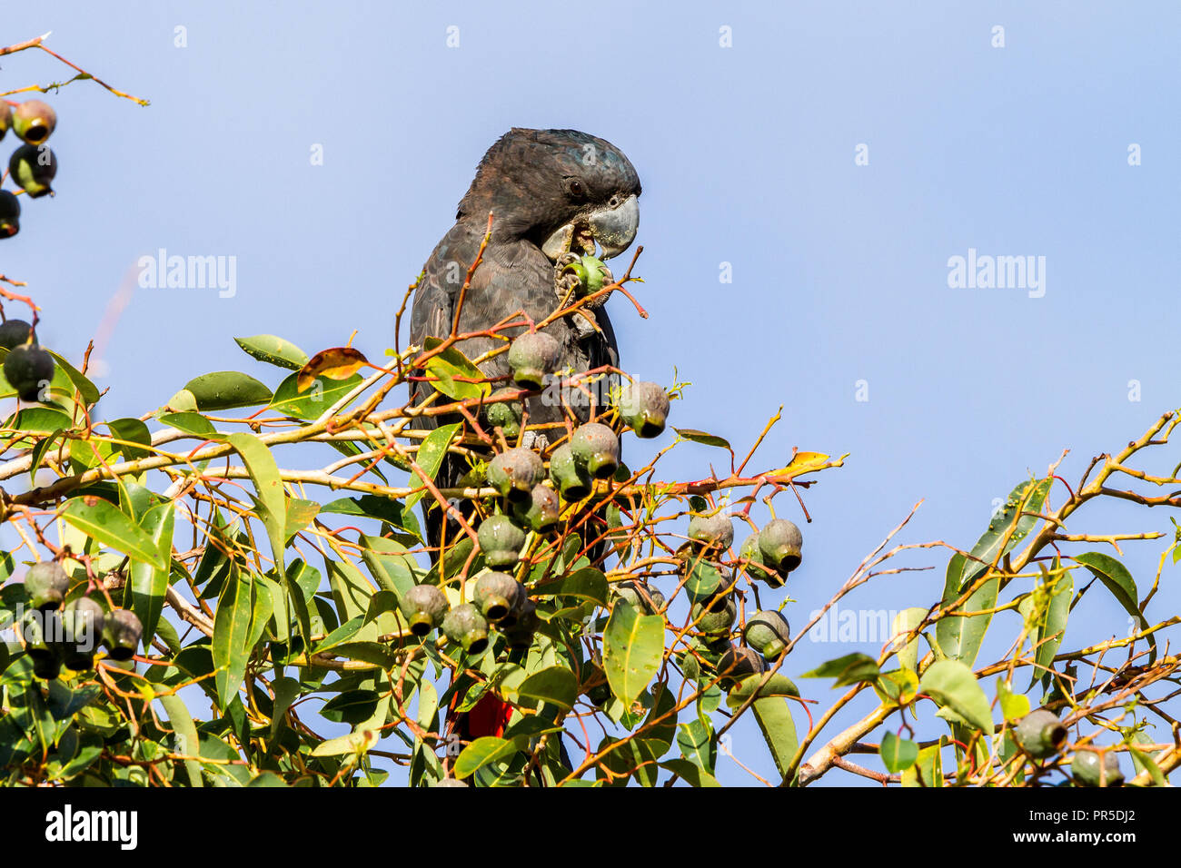 Male Red-tailed Black-Cockatoo eating honky nuts Western Australia ...