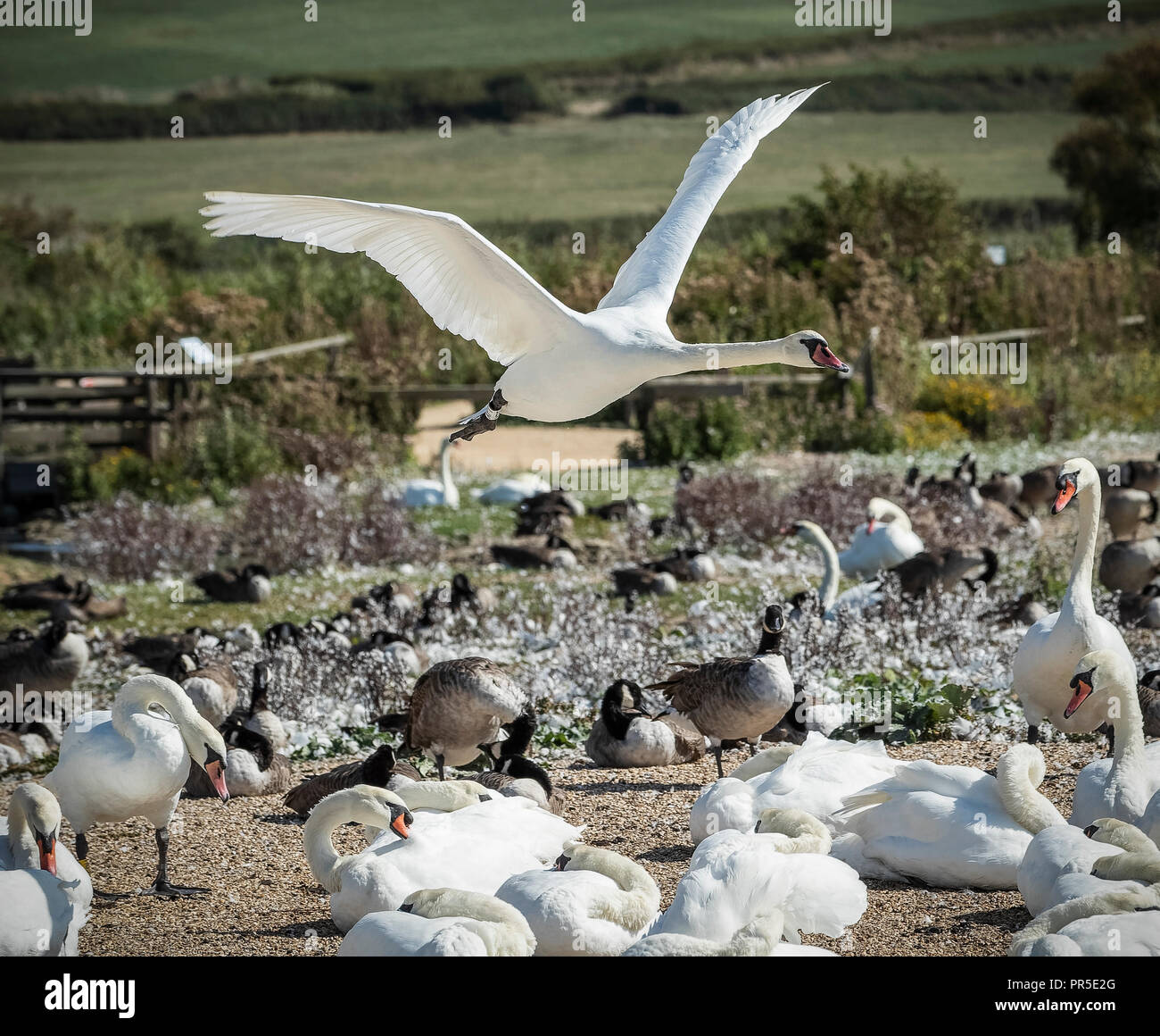 Mute swan canada goose hi-res stock photography and images - Alamy