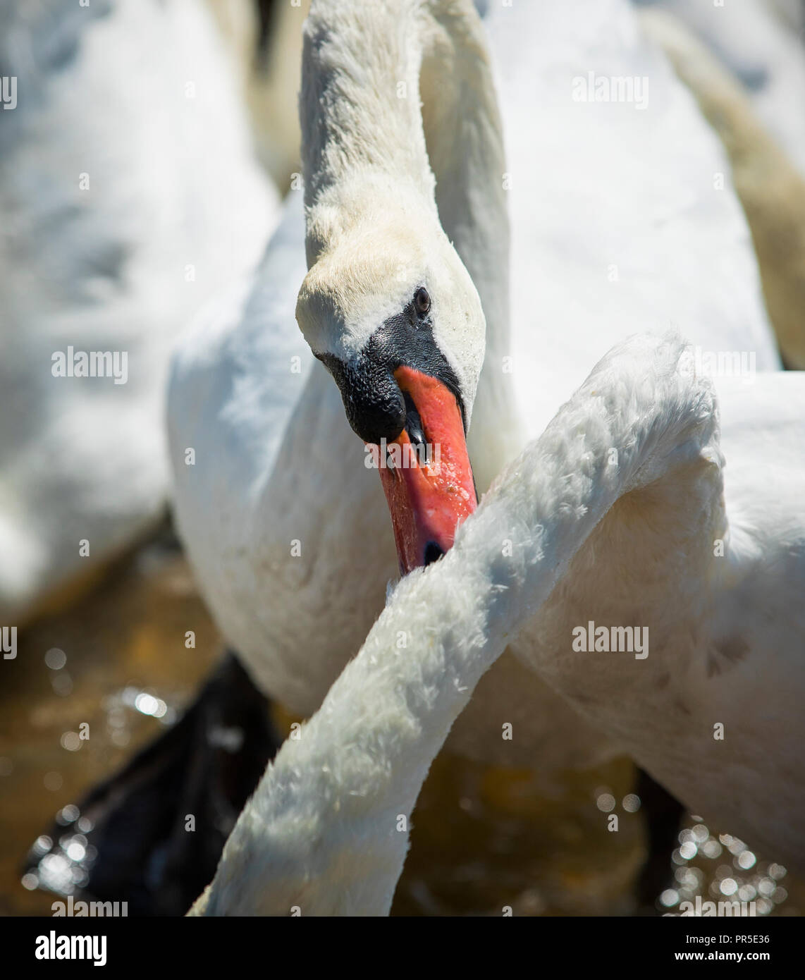 Mute Swan Biting Swan Stock Photo - Alamy