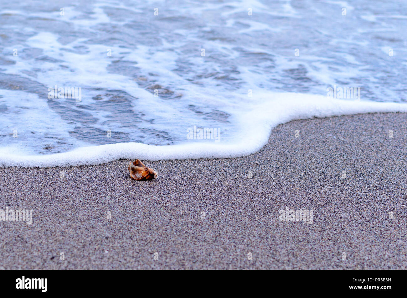 Sea shell on the beach with waves foam Stock Photo - Alamy