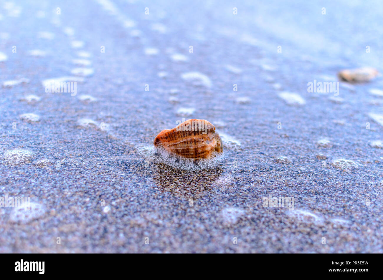 Sea shell on the beach with waves foam Stock Photo - Alamy