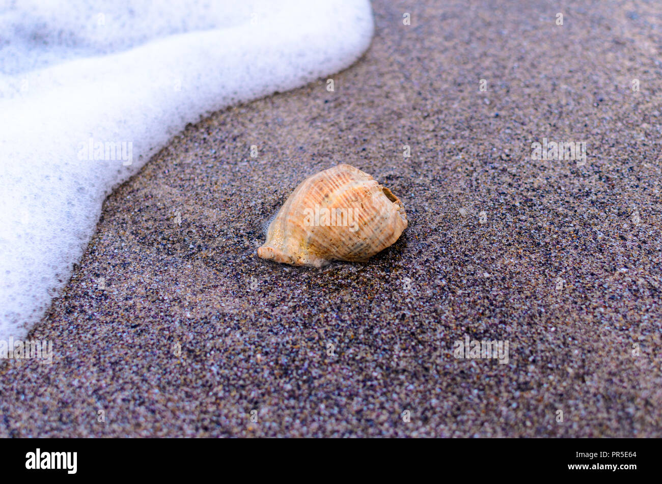 Sea shell on the beach with waves foam Stock Photo - Alamy