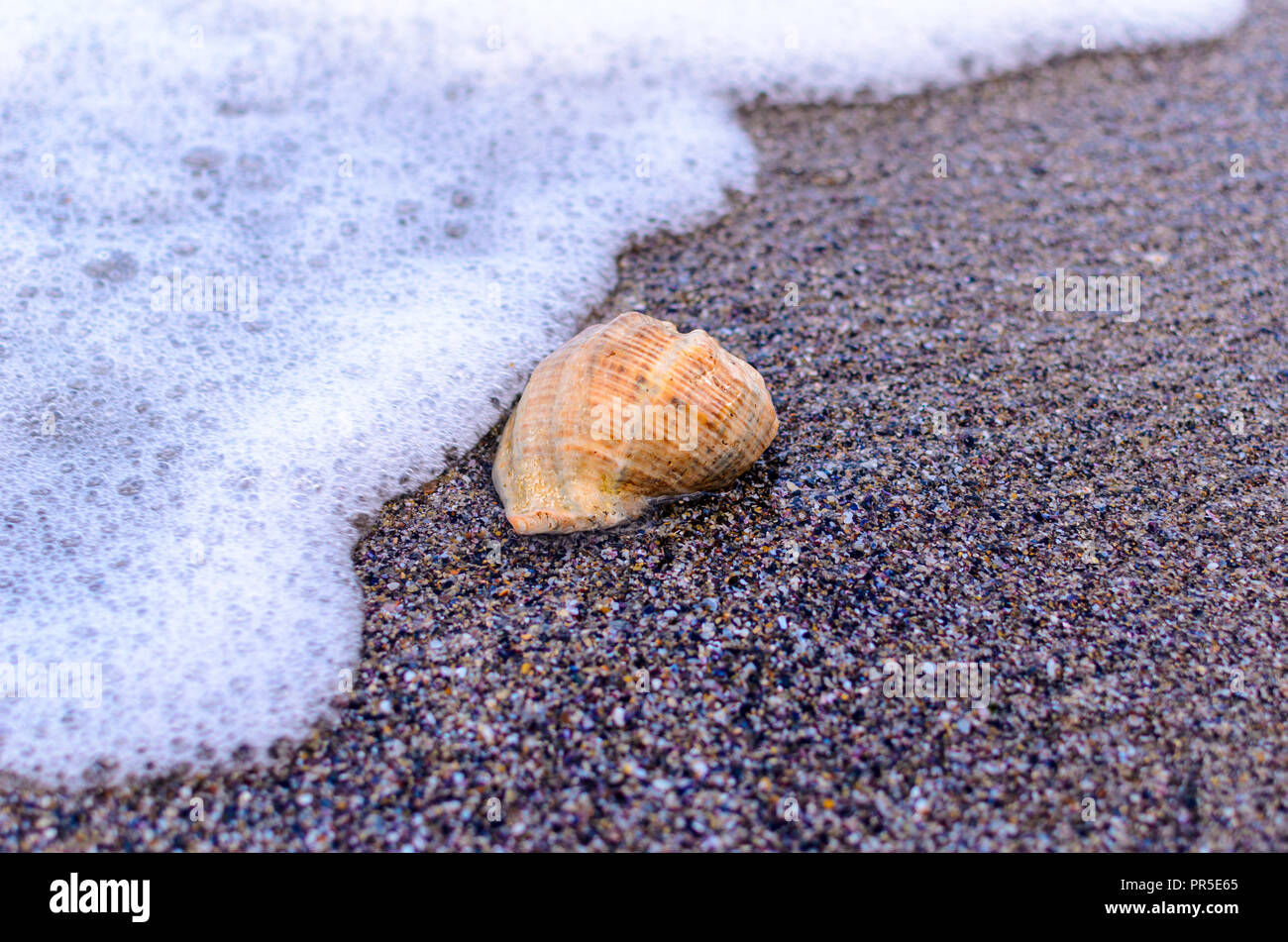 Nautilus shell on beach hi-res stock photography and images - Alamy