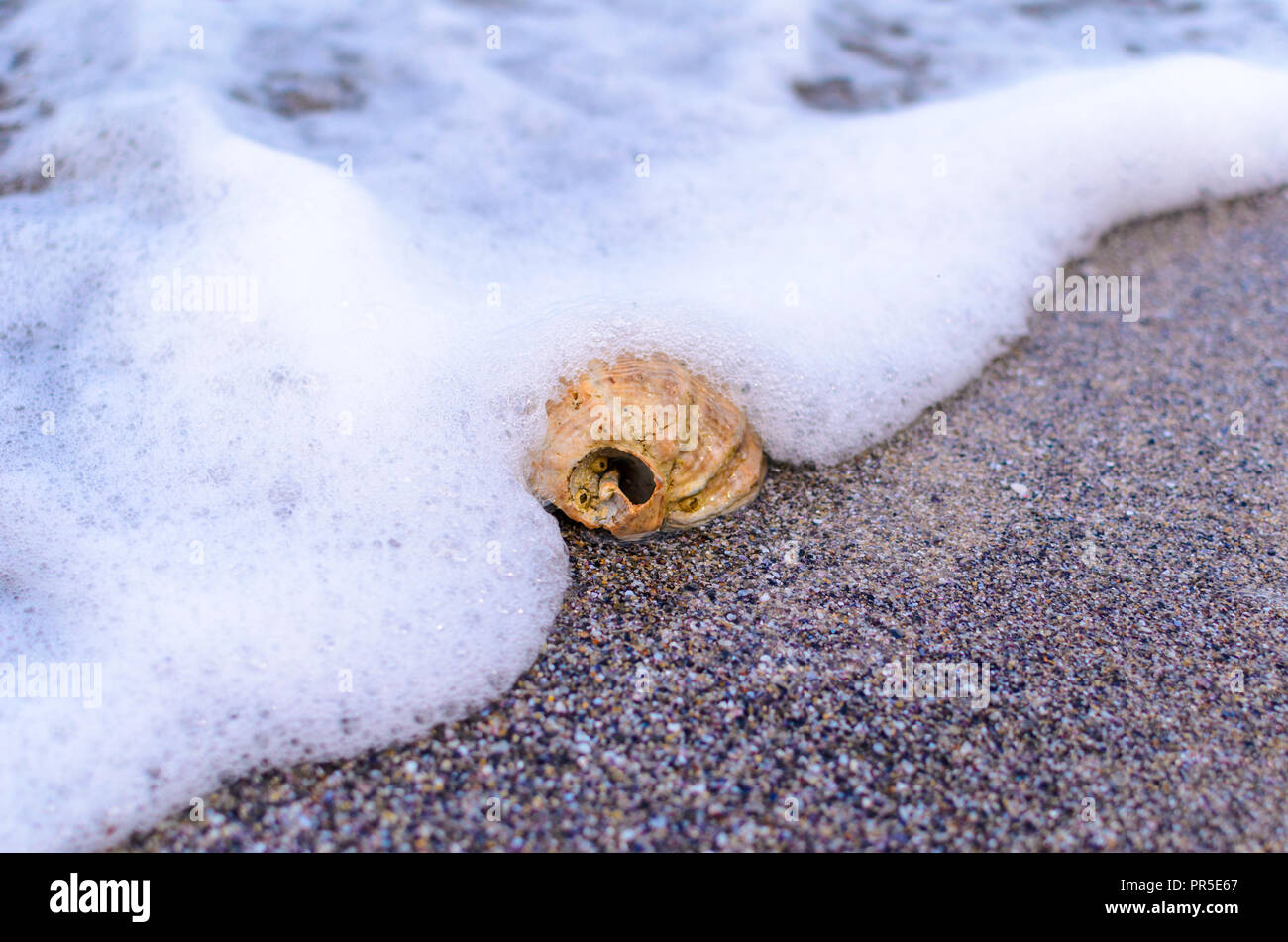 Sea shell on the beach with waves foam Stock Photo - Alamy