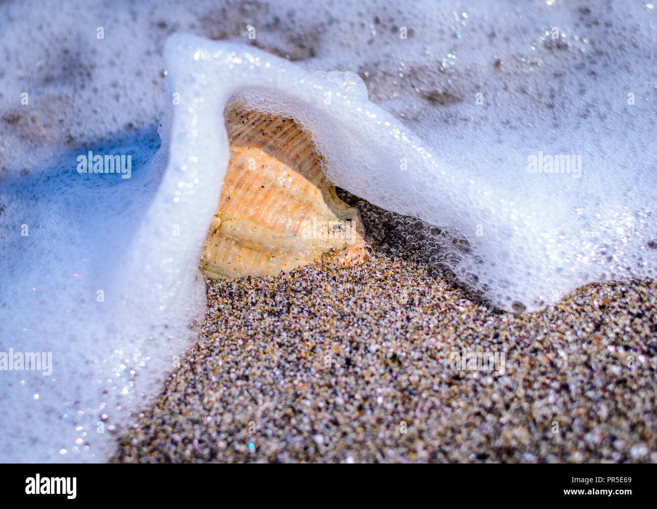 Sea shell on the beach with waves foam Stock Photo - Alamy