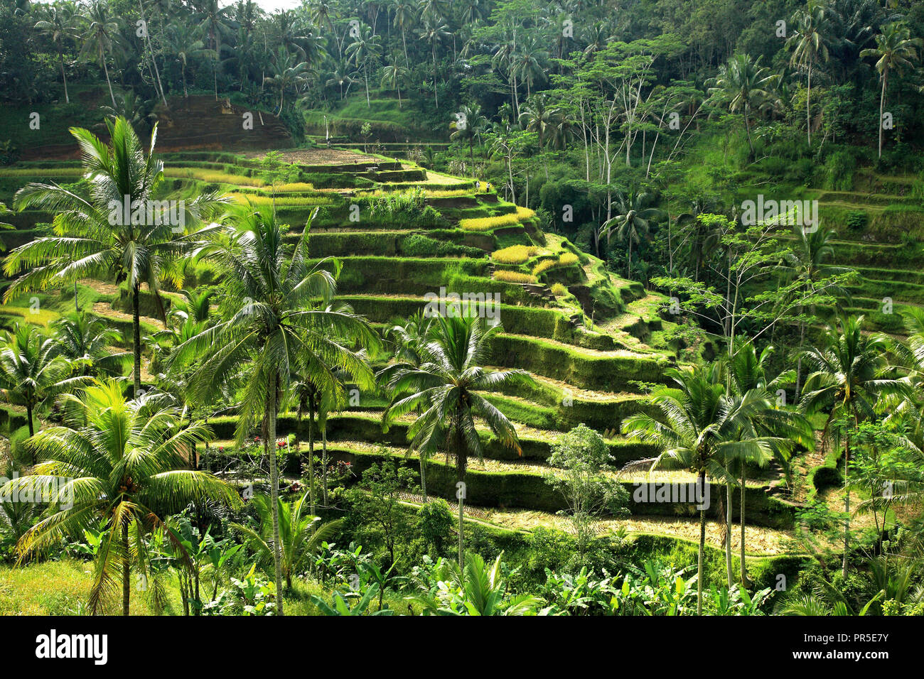 Rice field terrace at Tegalalang Ubud, Bali Stock Photo - Alamy