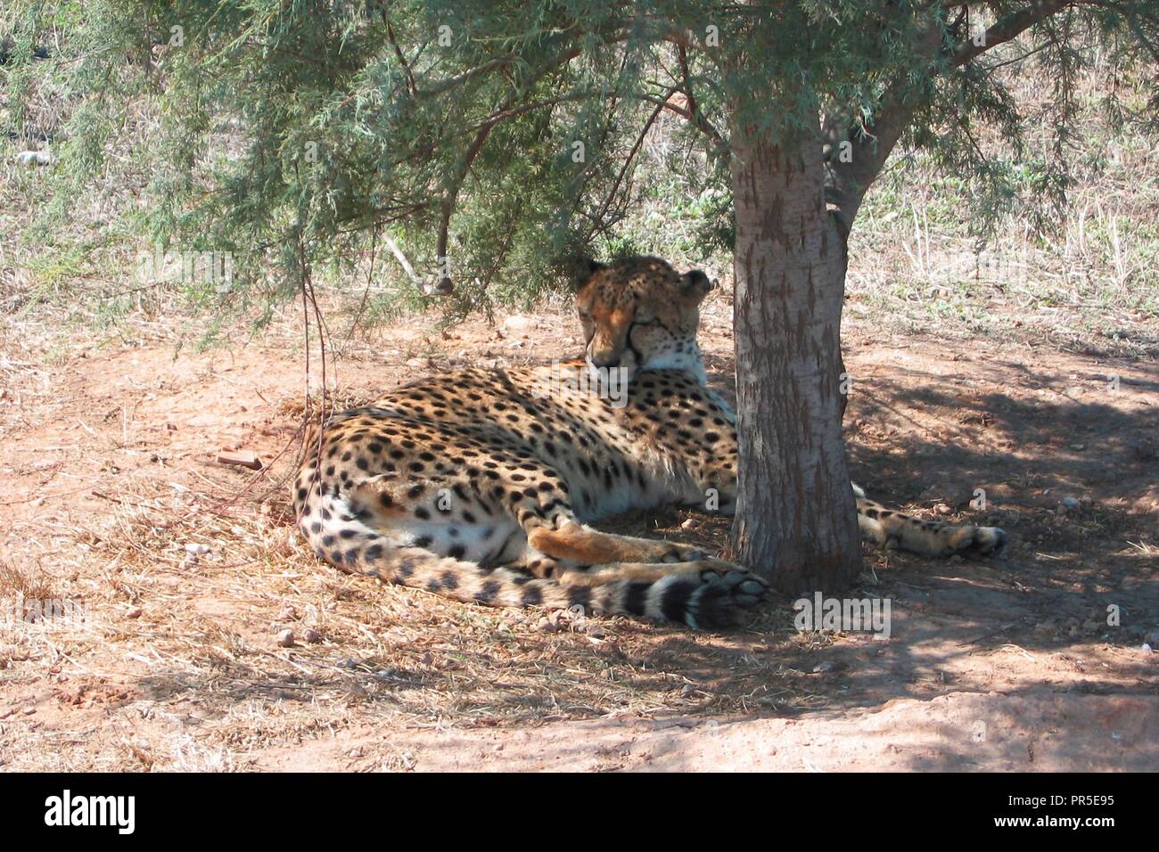 Cheetah under a tree hi-res stock photography and images - Alamy