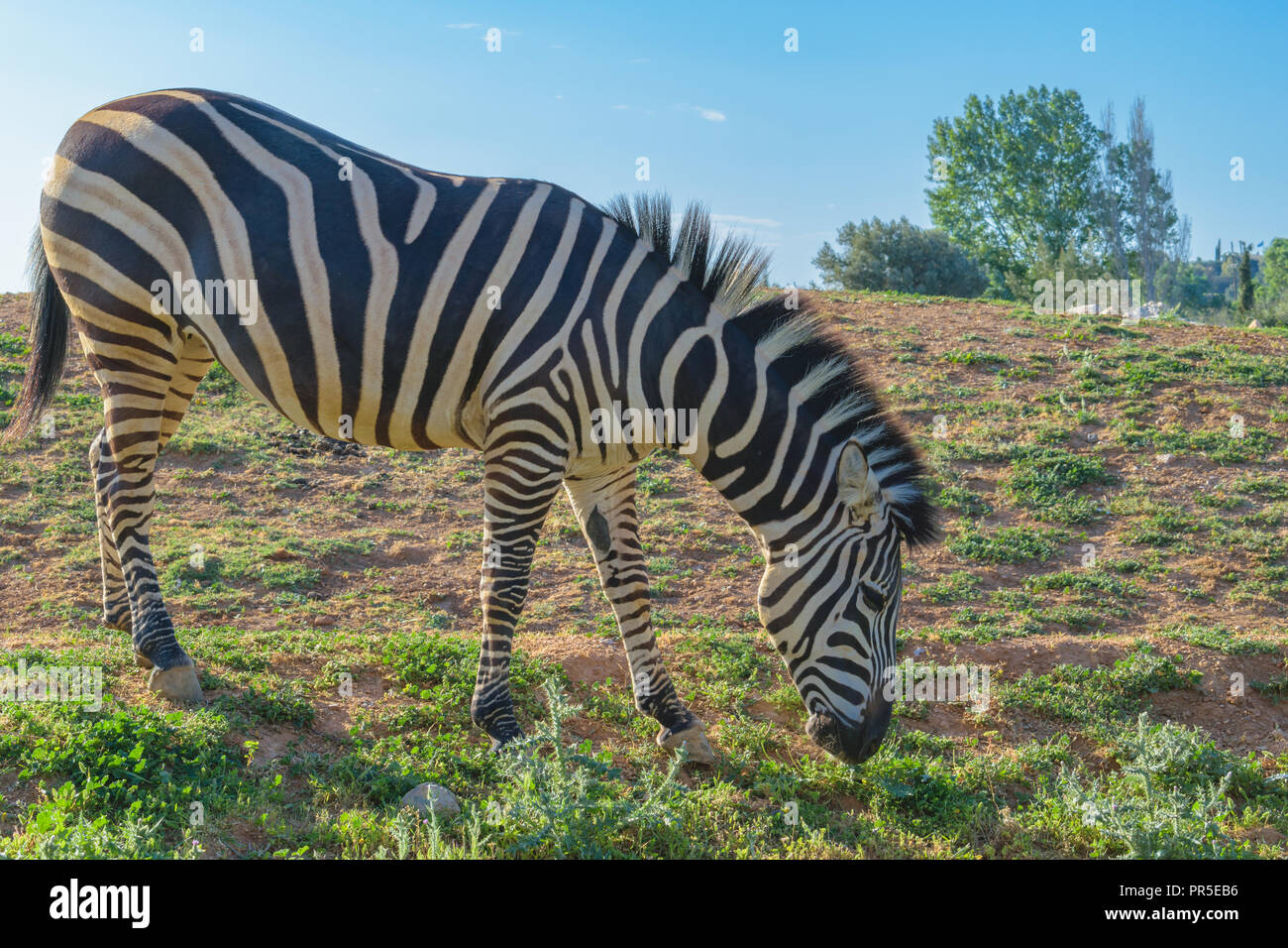 Common zebra (Equus quagga Stock Photo - Alamy