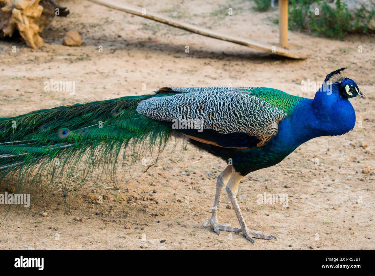 Male peacock in natural environment Stock Photo - Alamy