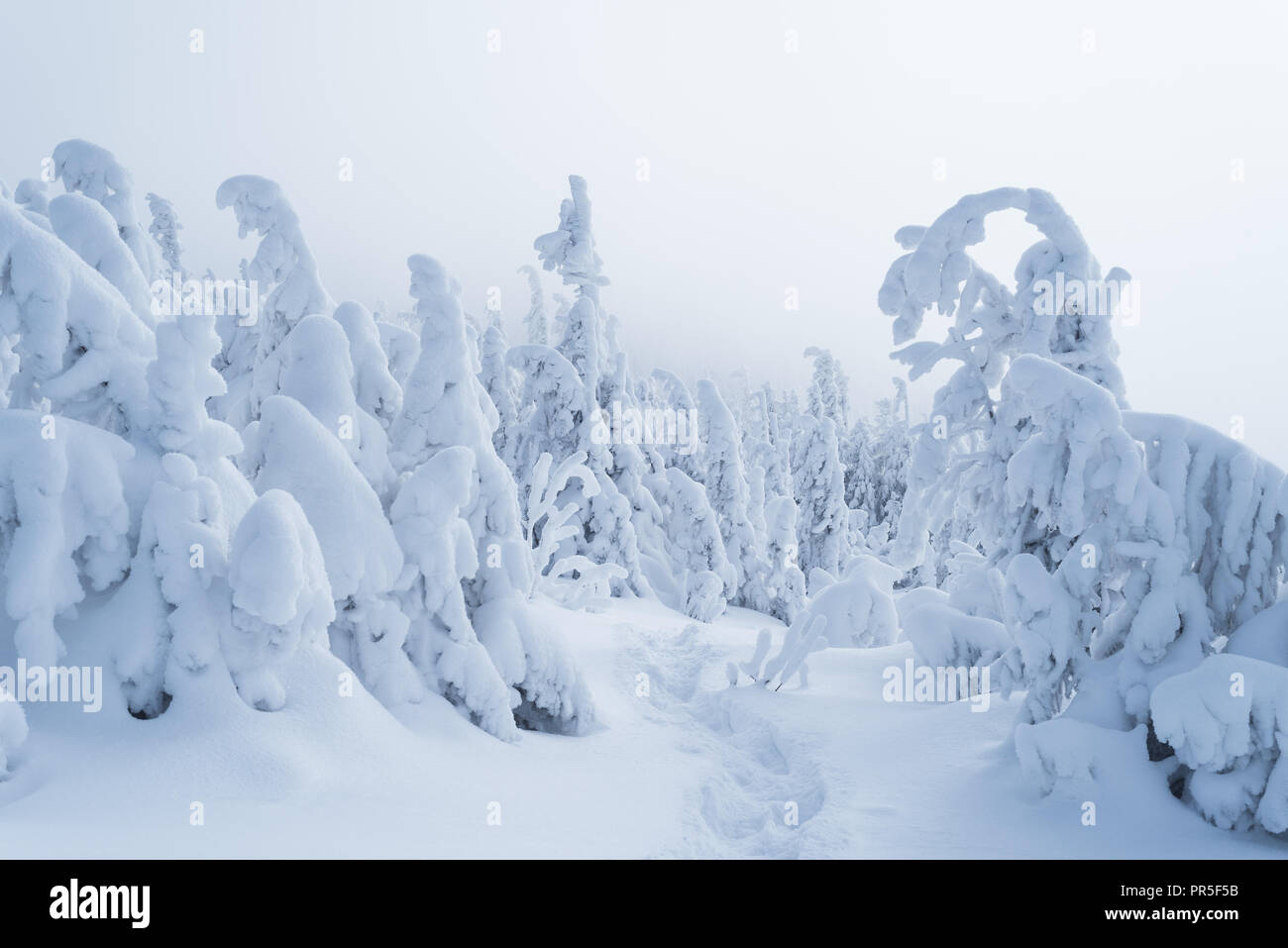 Snowy winter woodland scene hi-res stock photography and images - Alamy
