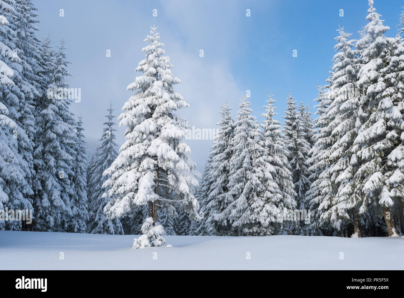 Beautiful scenery snowy forest hi-res stock photography and images - Alamy